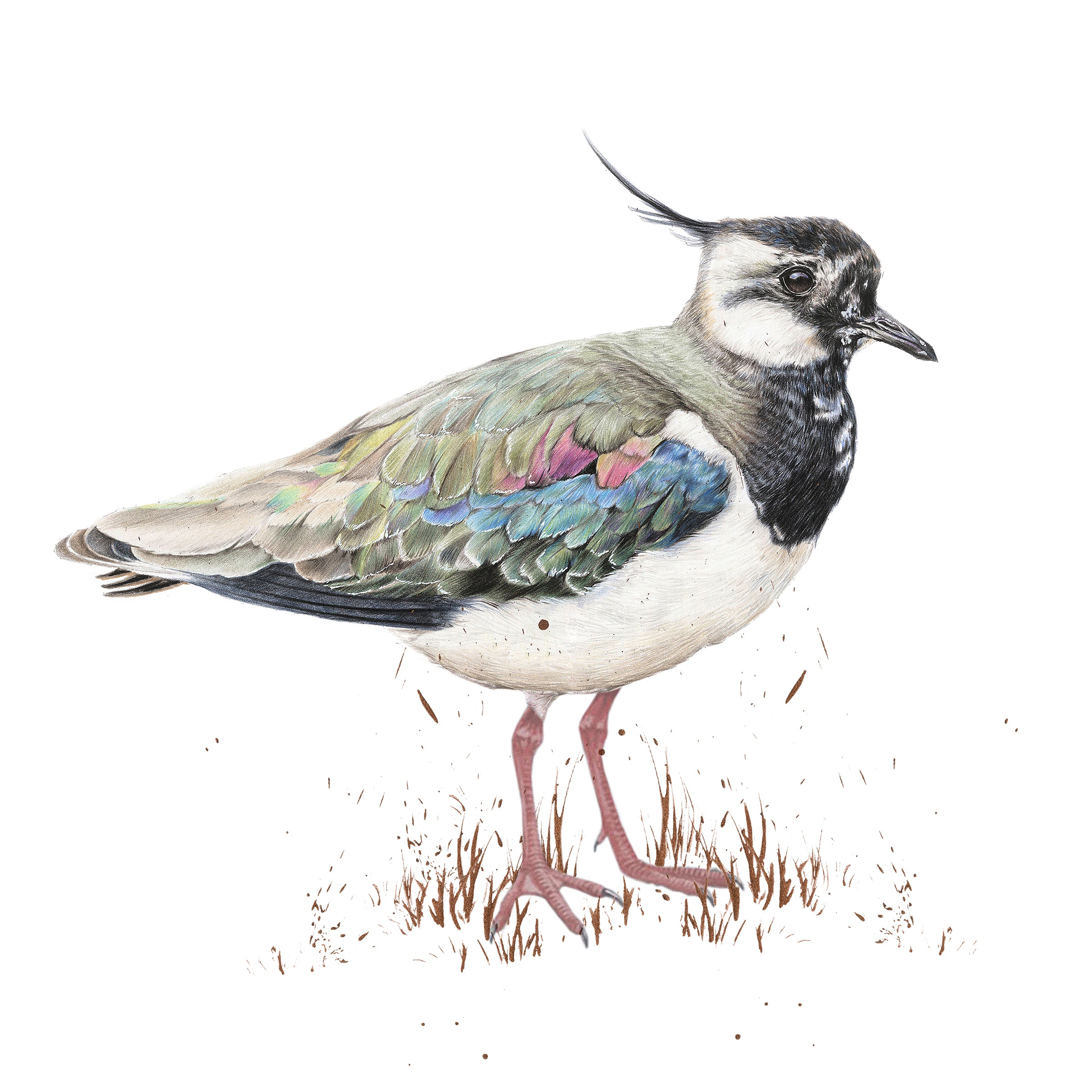 ‘Lapwing’ Limited Edition Giclee Print – kimberleydewhurst