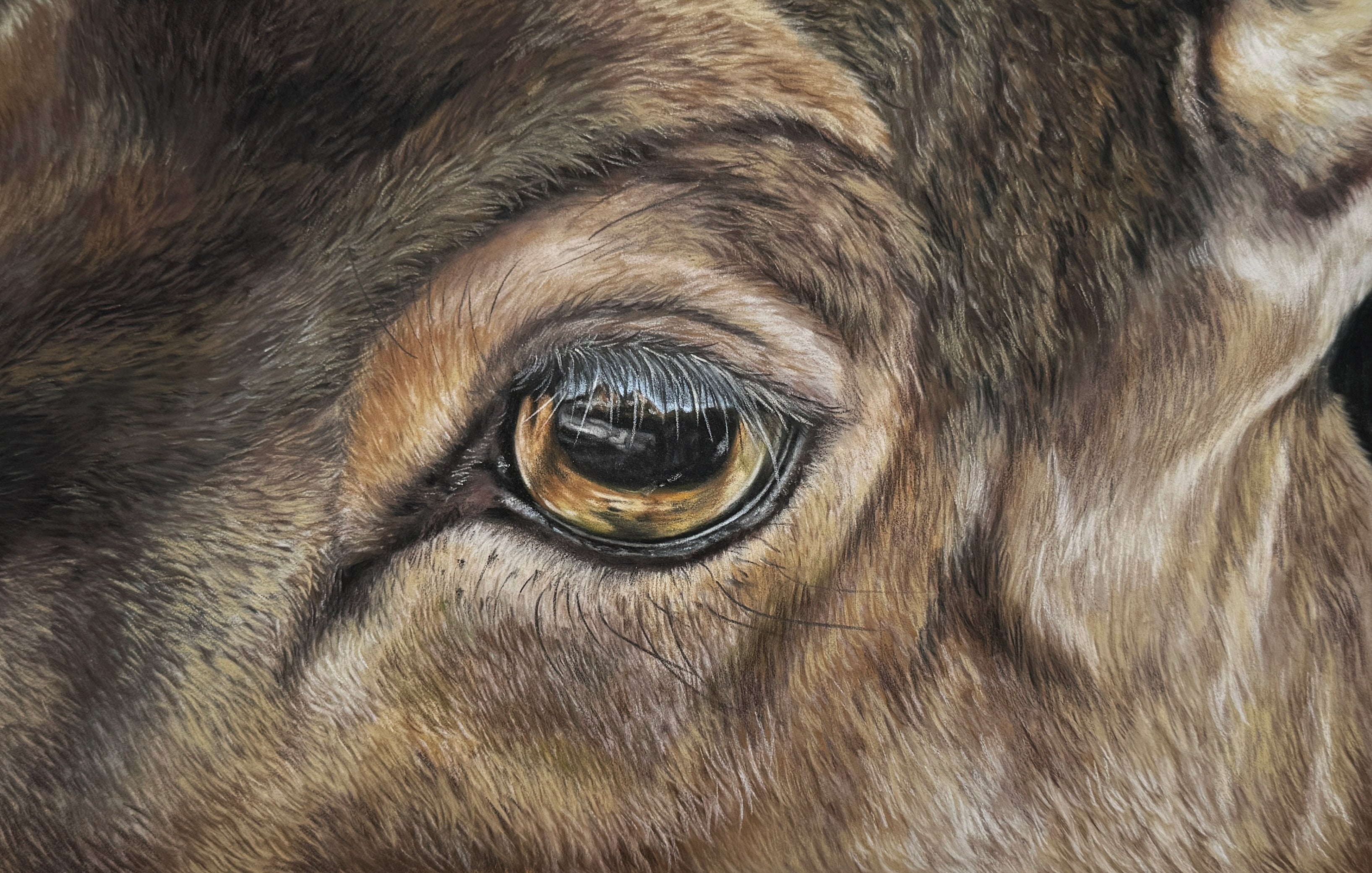 ‘Red Deer Eye Study’ Original Drawing – kimberleydewhurst
