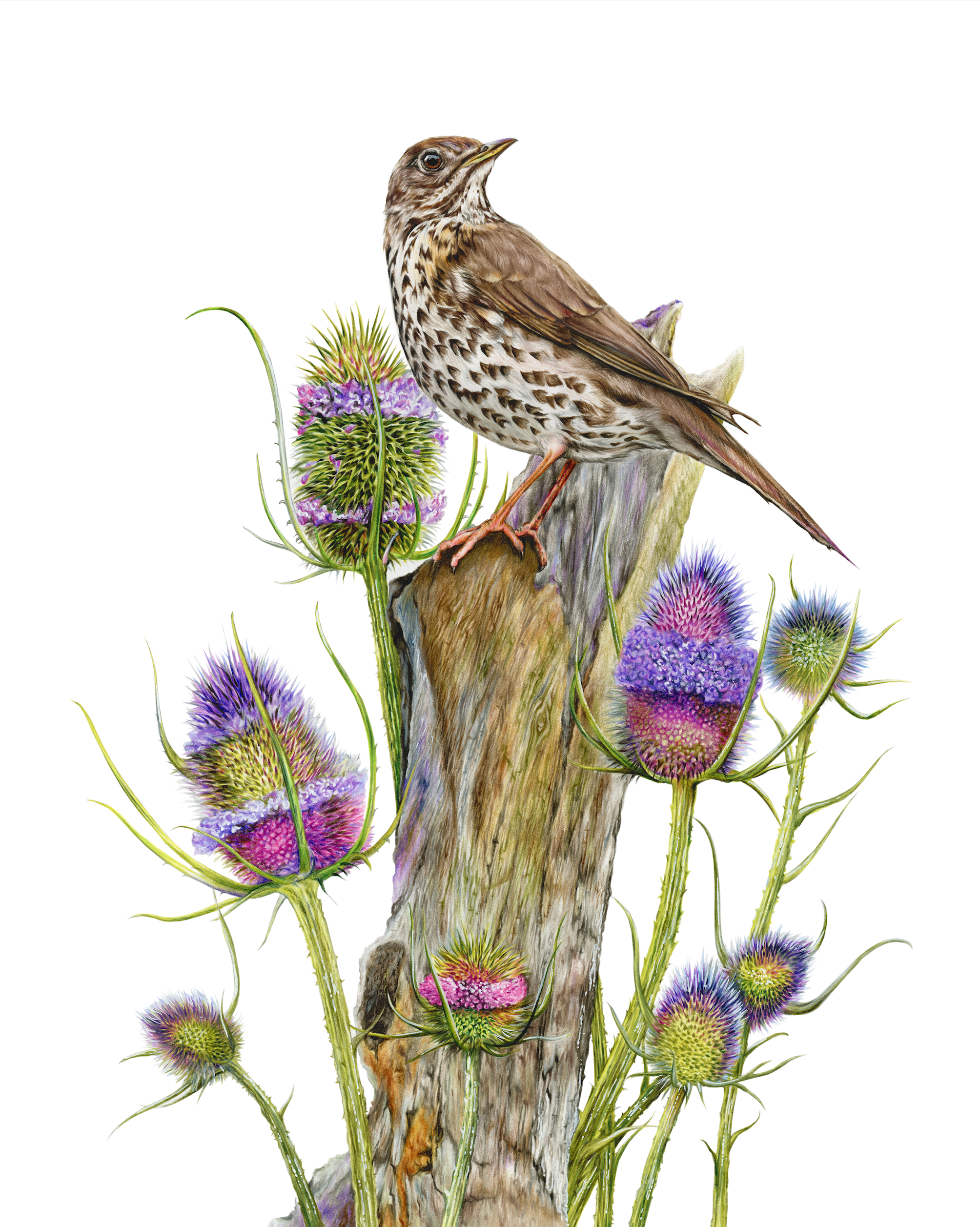 ‘Song Thrush’ Limited Edition Giclee Print – kimberleydewhurst