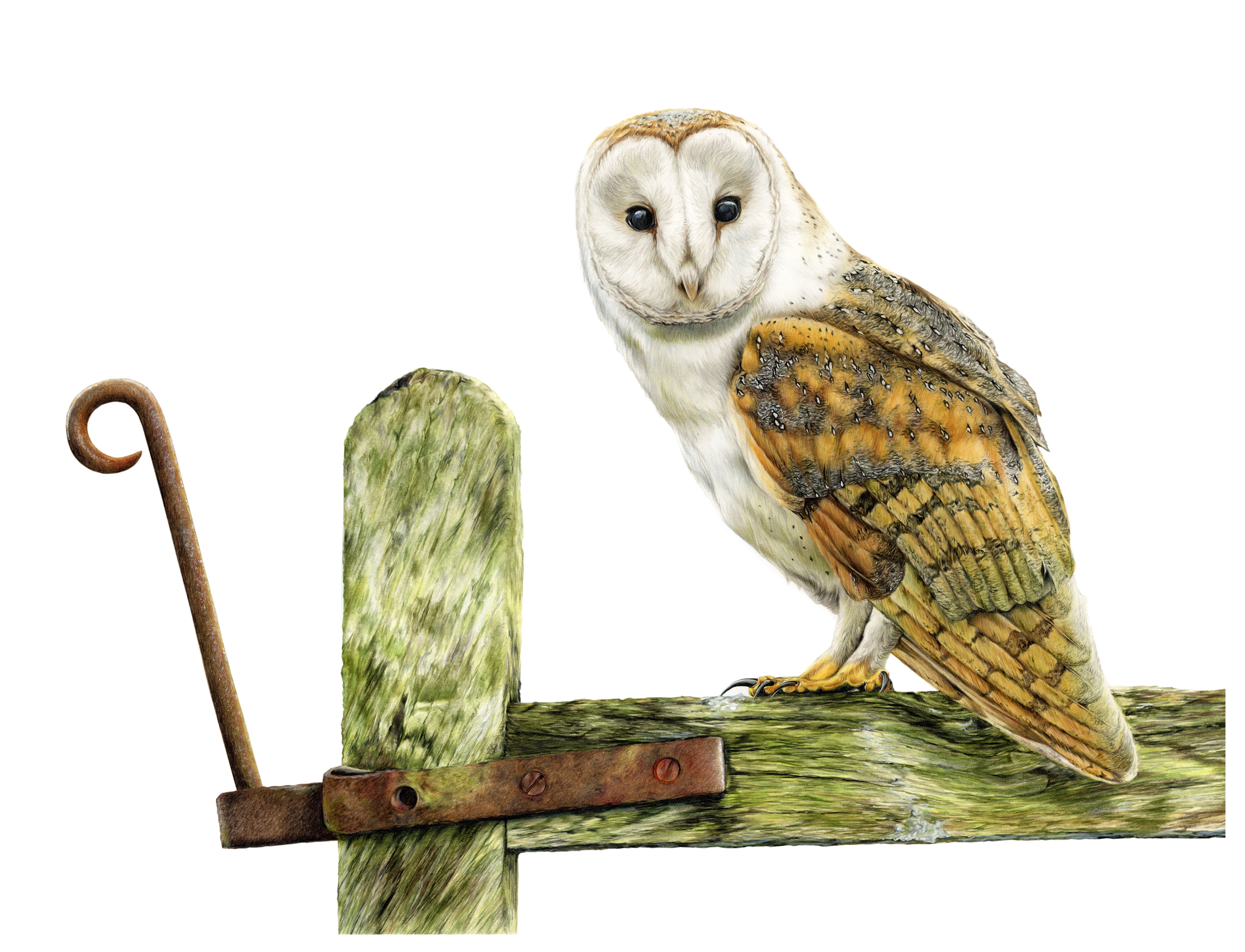 "Barn Owl" Limited Edition Giclee Print – kimberleydewhurst