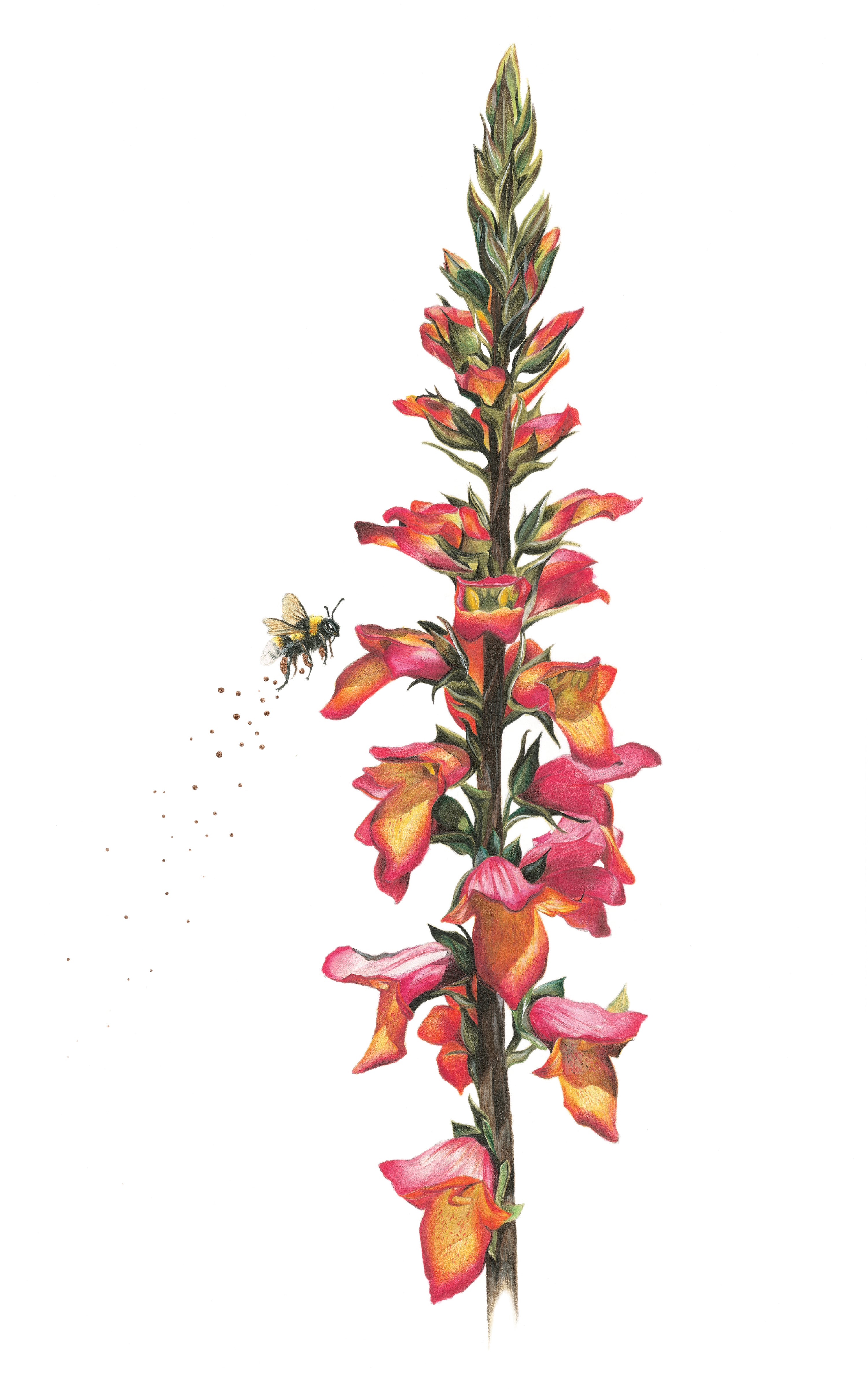 ‘Digitalis Foxlight Ruby Glow’ Limited Edition Giclee Print ...