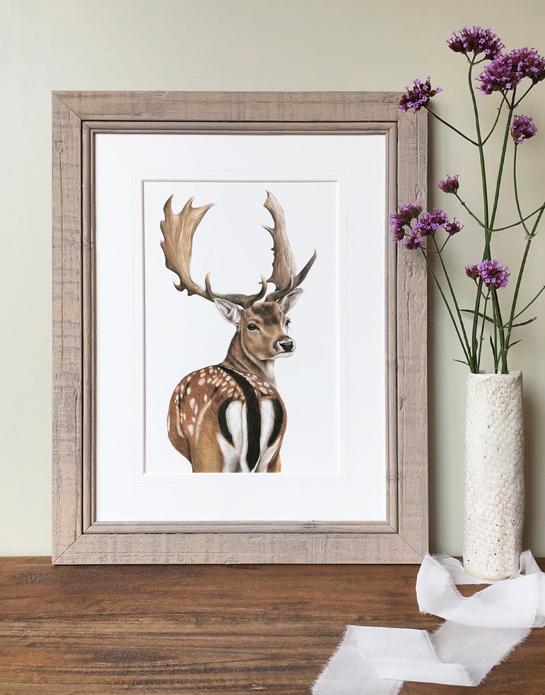 ‘Fallow Deer’ Limited Edition Giclee Print – kimberleydewhurst