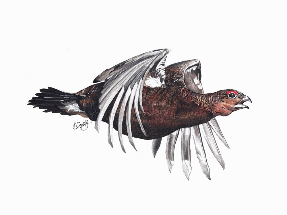 "Flying Red Grouse" Limited Edition Giclee Print – kimberleydewhurst