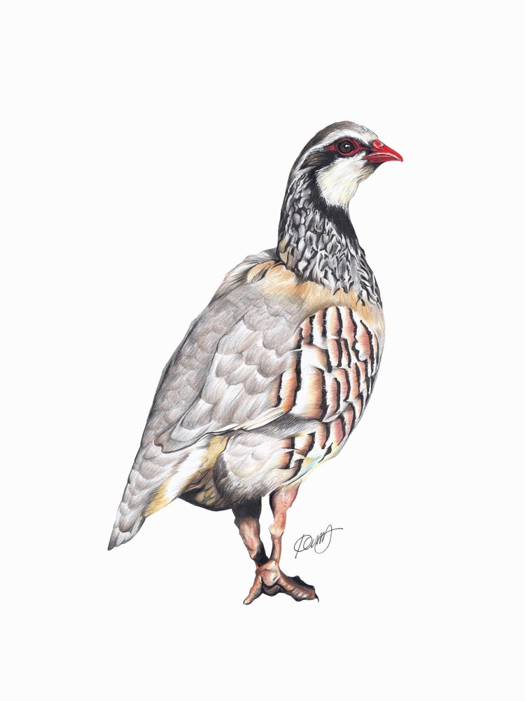 "French Partridge" Limited Edition Giclee Print – kimberleydewhurst
