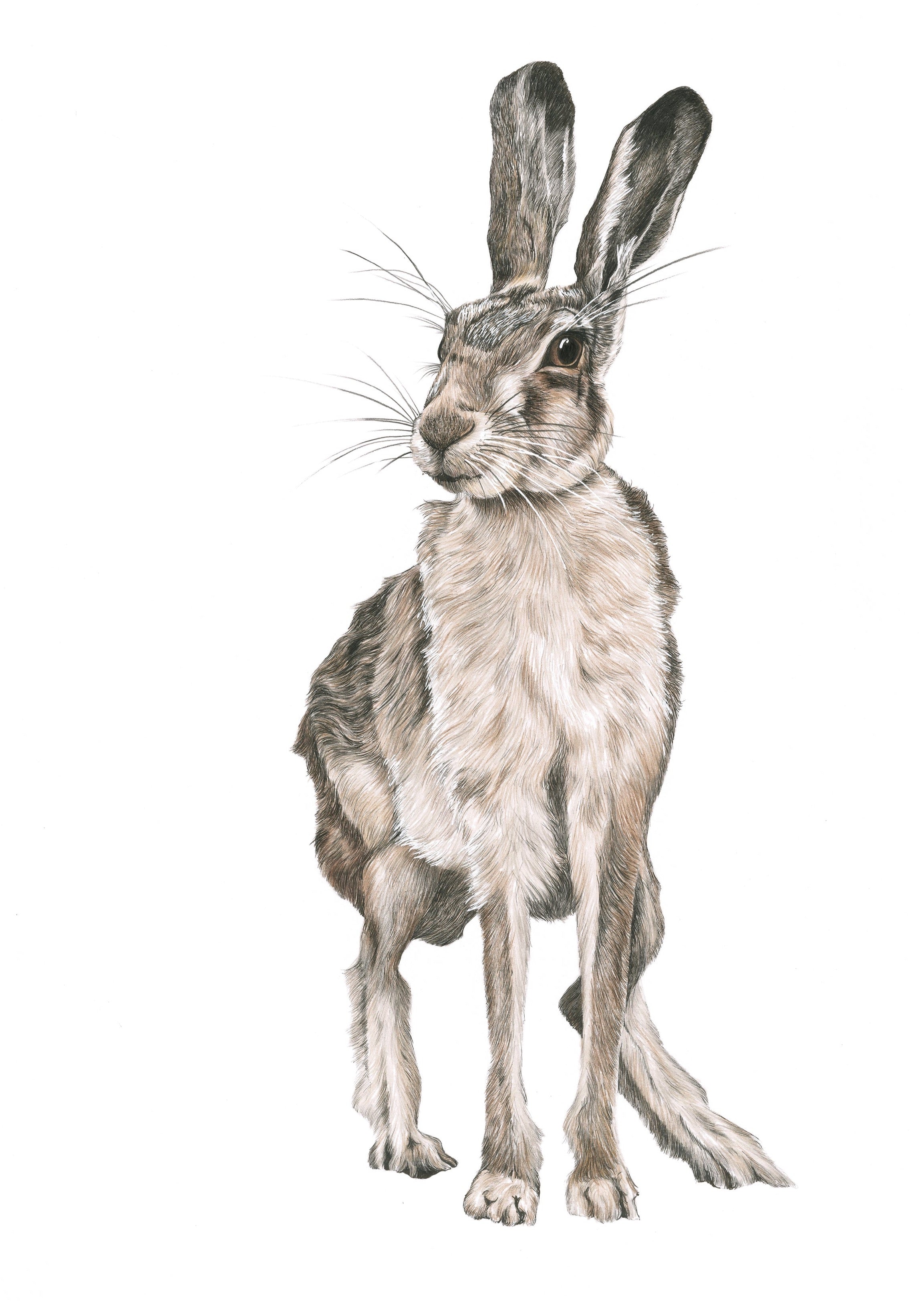 "Harry the Hare" Limited Edition Giclee Print – kimberleydewhurst