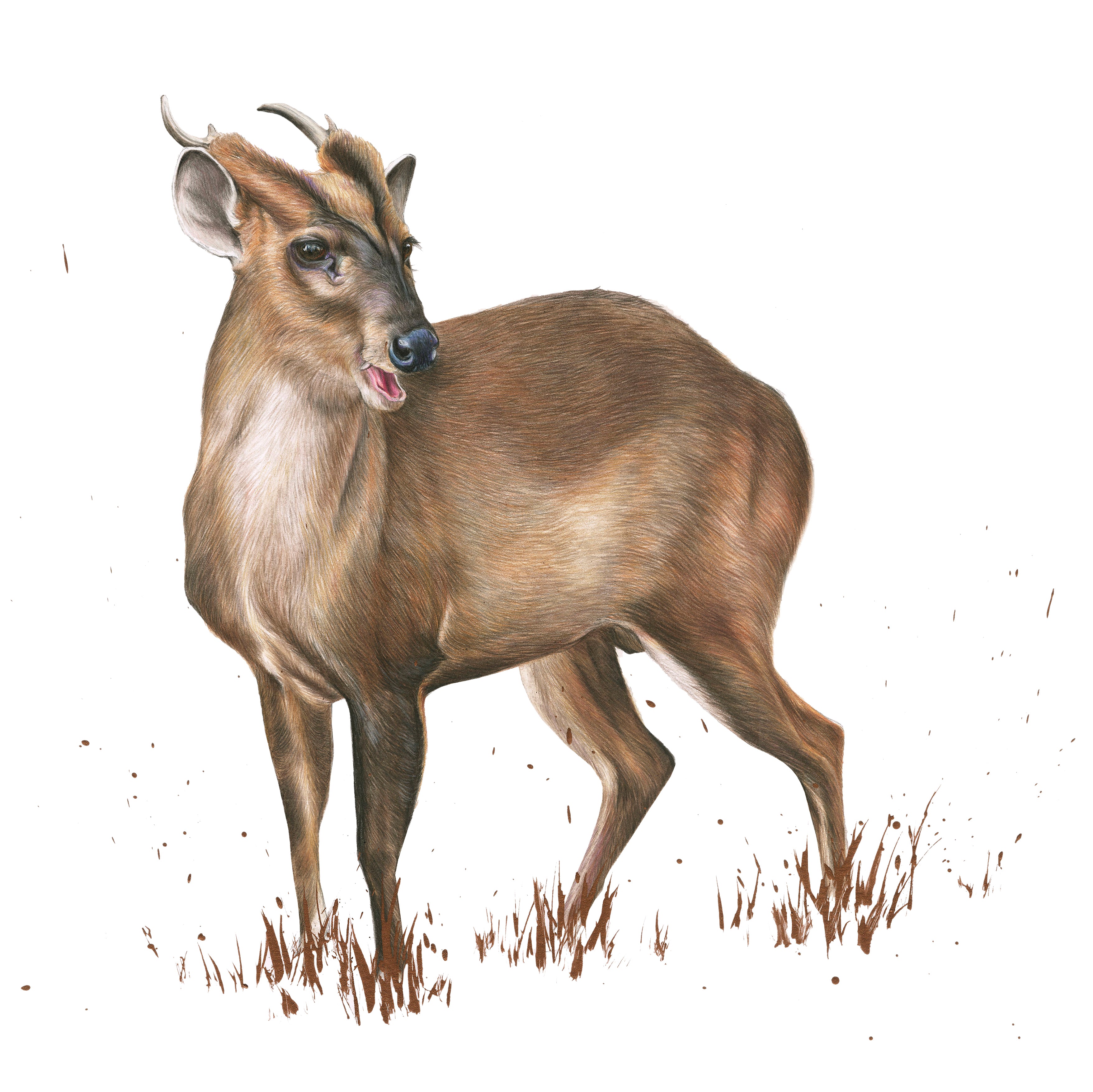 ‘Muntjac’ Limited Edition Giclee Print – kimberleydewhurst