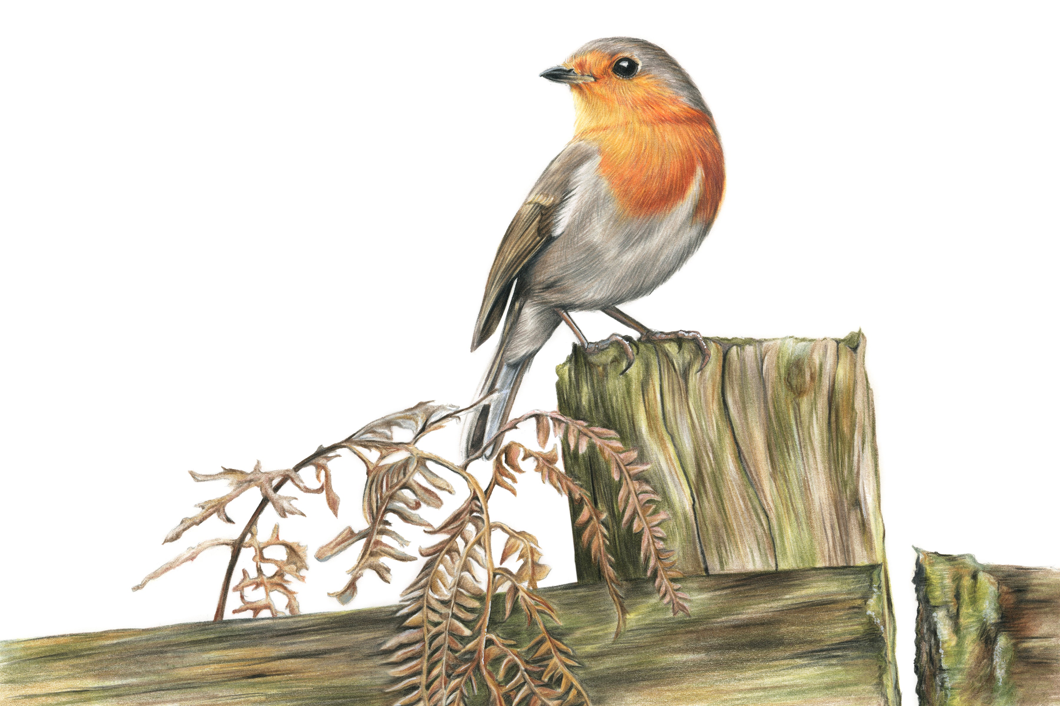 ‘Robin’ Limited Edition Giclee Print – kimberleydewhurst
