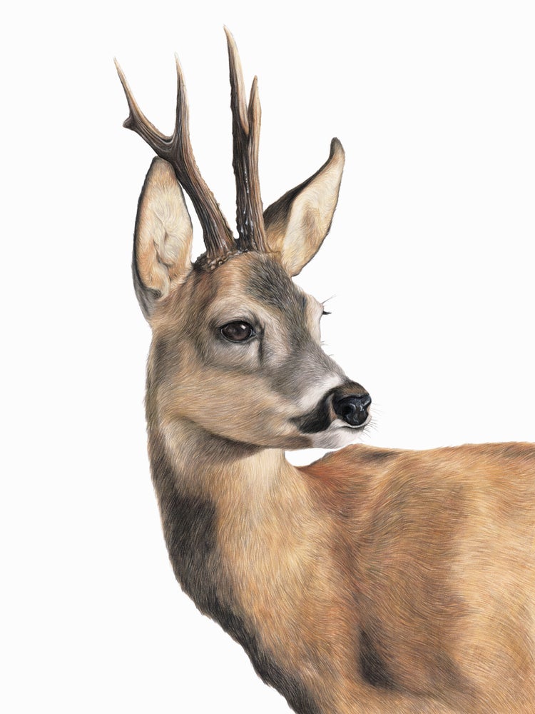 ‘Roe Buck’ Limited Edition Giclee Prints – kimberleydewhurst