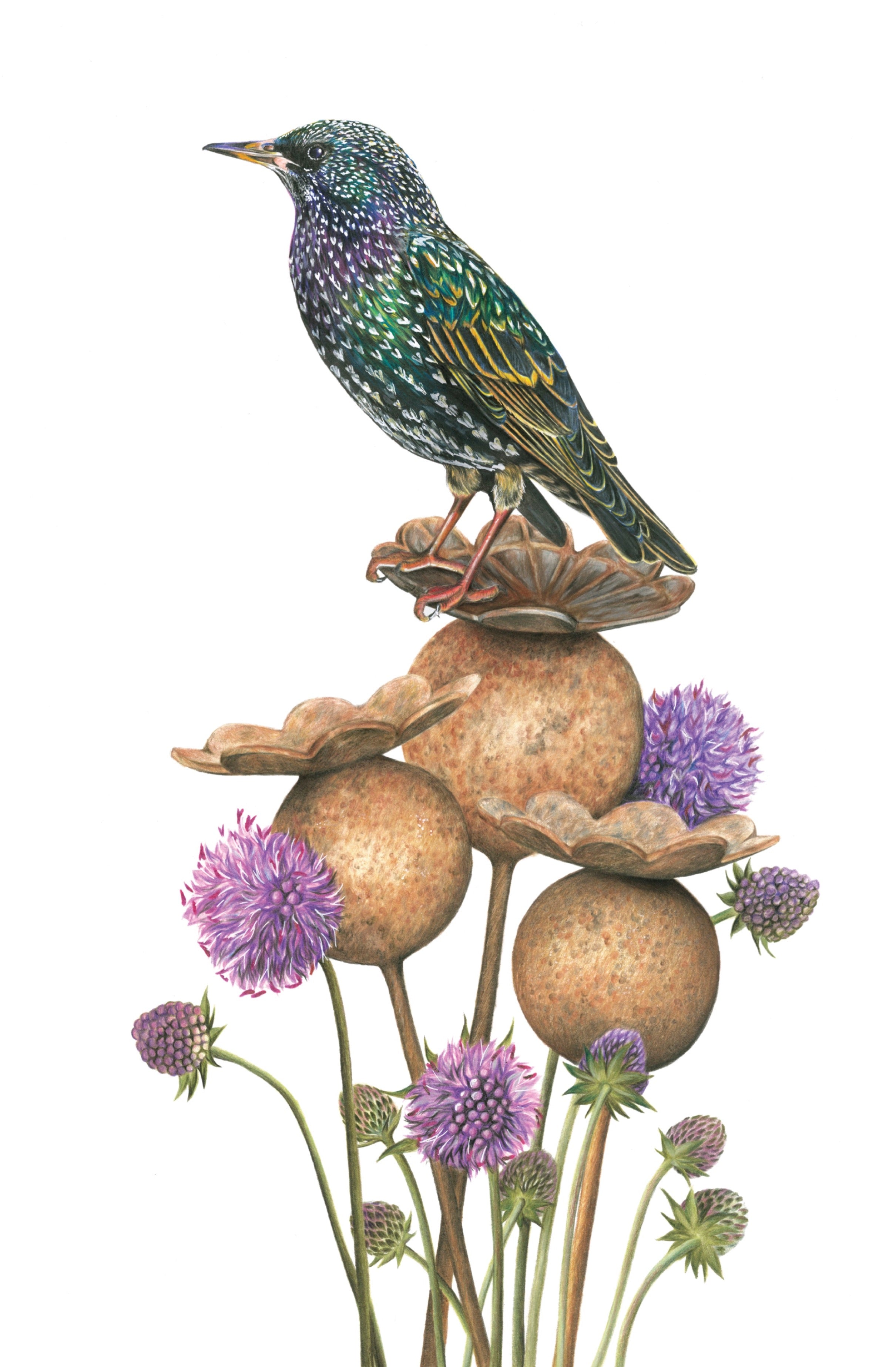 ‘Starling’ Limited Edition Print – kimberleydewhurst