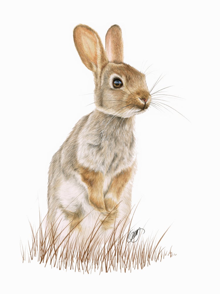 "Willow" Hand Embellished Limited Edition Giclee Print – kimberleydewhurst