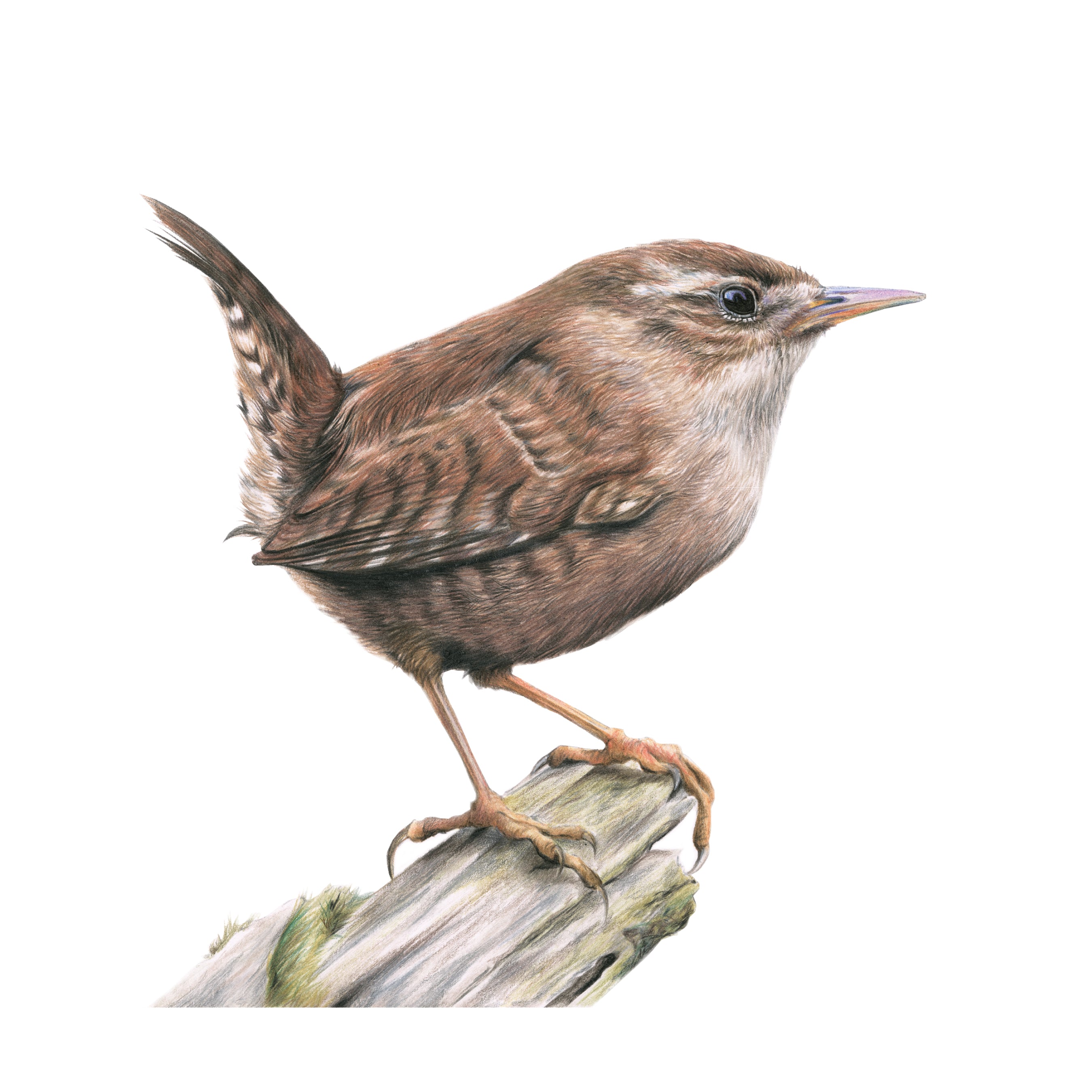 ‘Wren’ Limited Edition Giclee Print – kimberleydewhurst