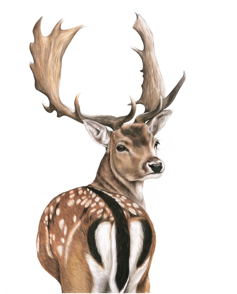 Fallow Deer Drawing Schleich, August Dammwild Or Fallow Deer Art